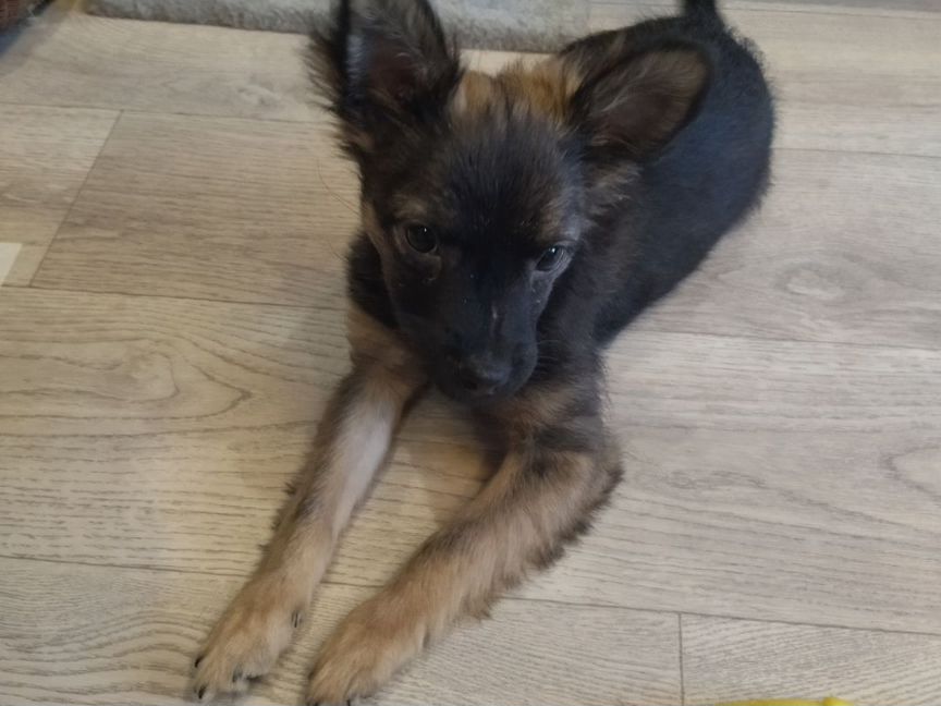 Щенок в добрые руки бесплатно маленькая порода