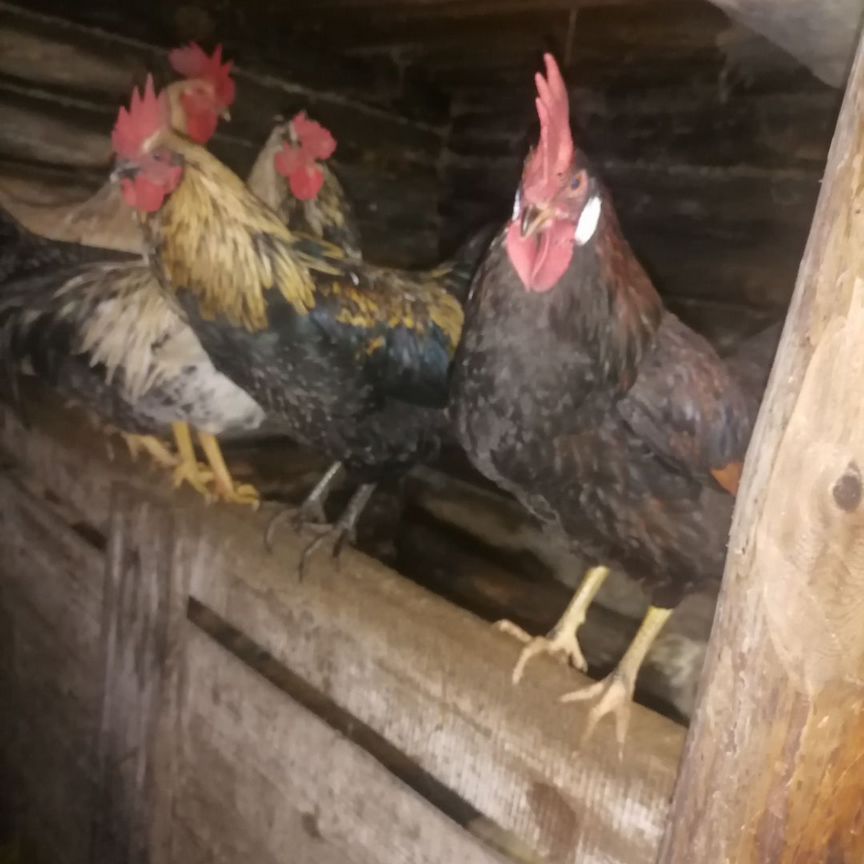 Петух, весной будет год