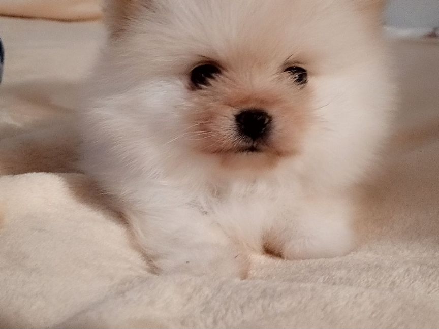 Померанский шпиц