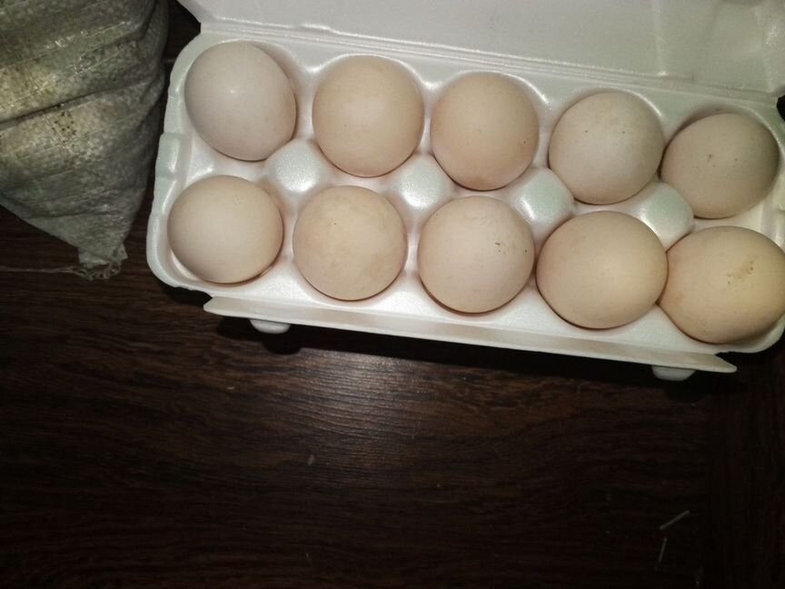 Домашние куриные яйца