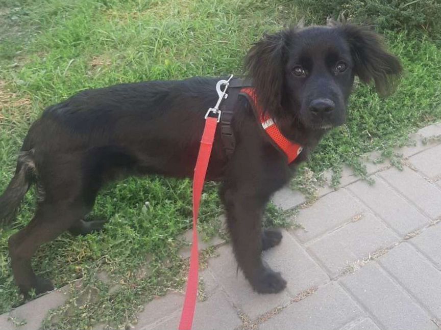 Щенок Эльза, 4,5 месяца, в добрые руки