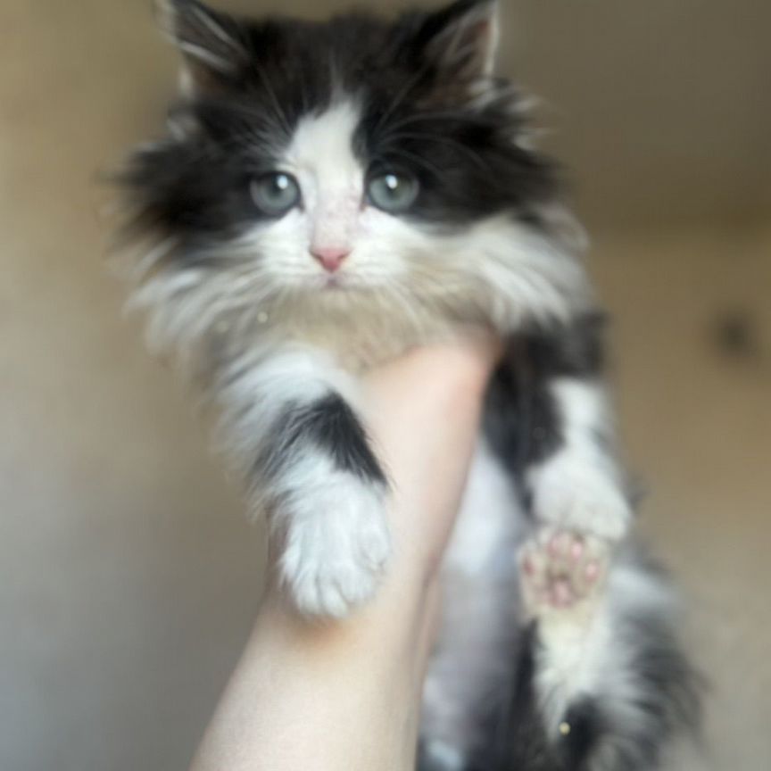 Котёнок в добрые руки