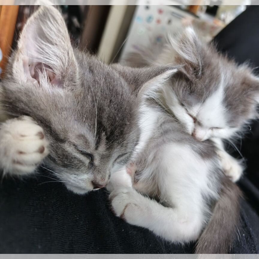 Британский короткошёрстный котёнок