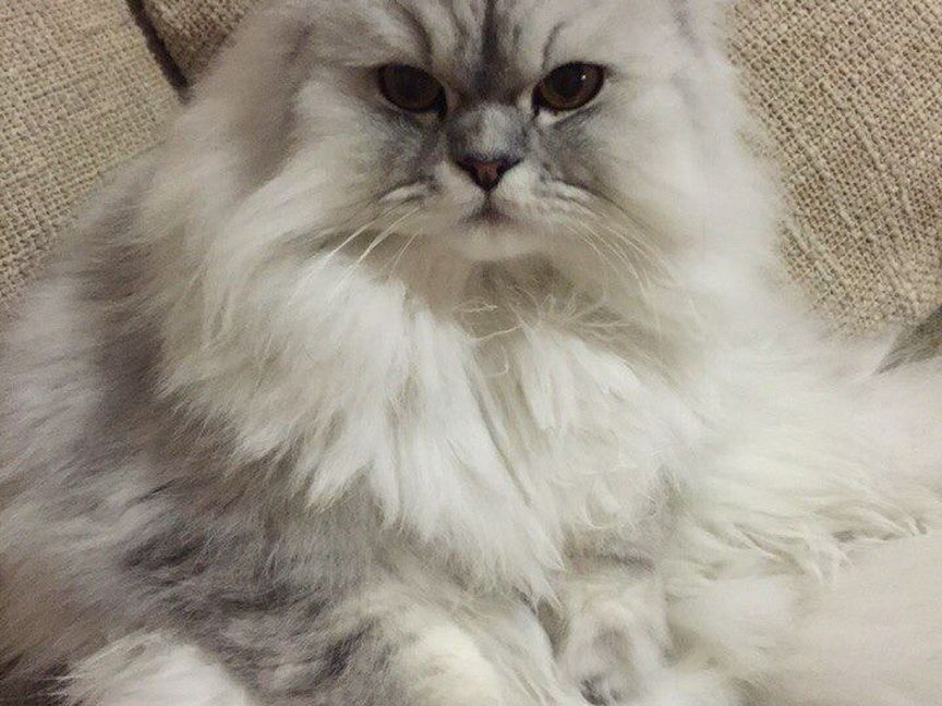 Кот Бася