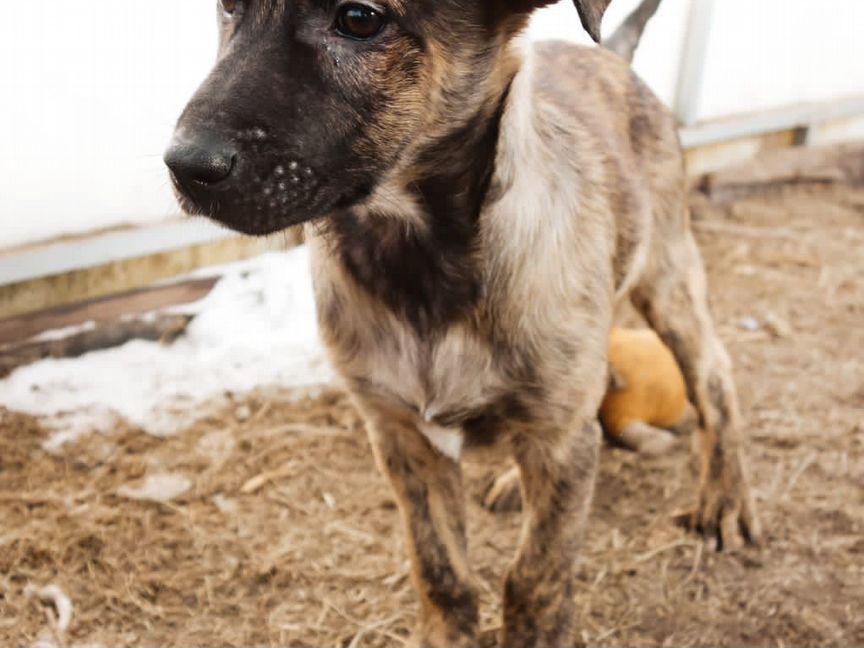 Бельгийская овчарка отдам
