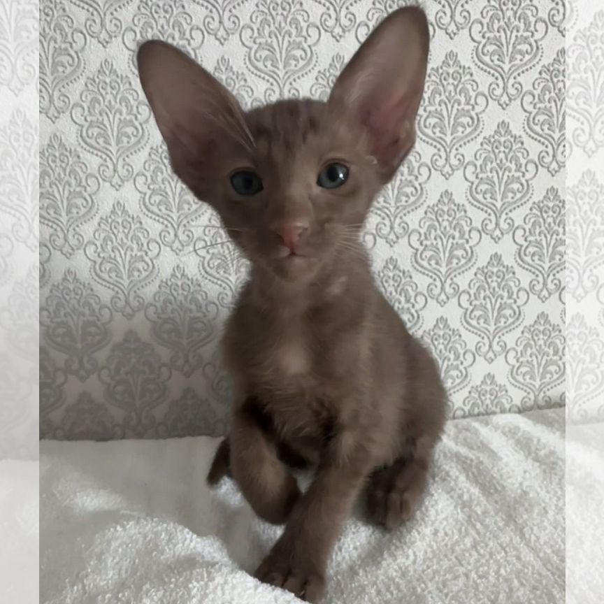 Ориентальный котёнок