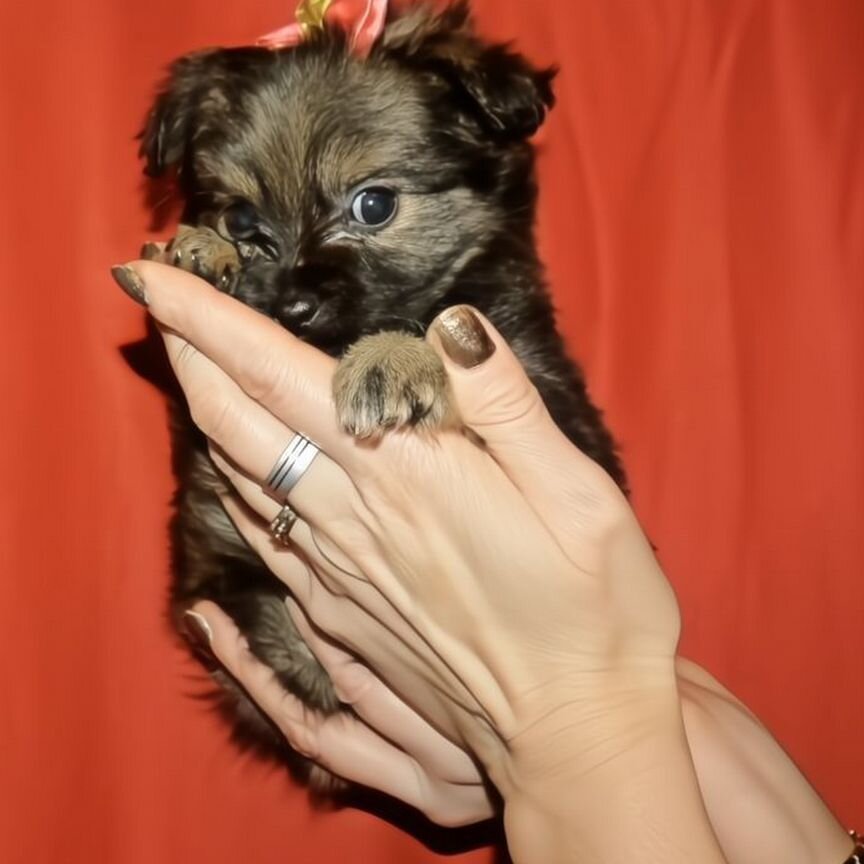 Чихуахуа, щенок