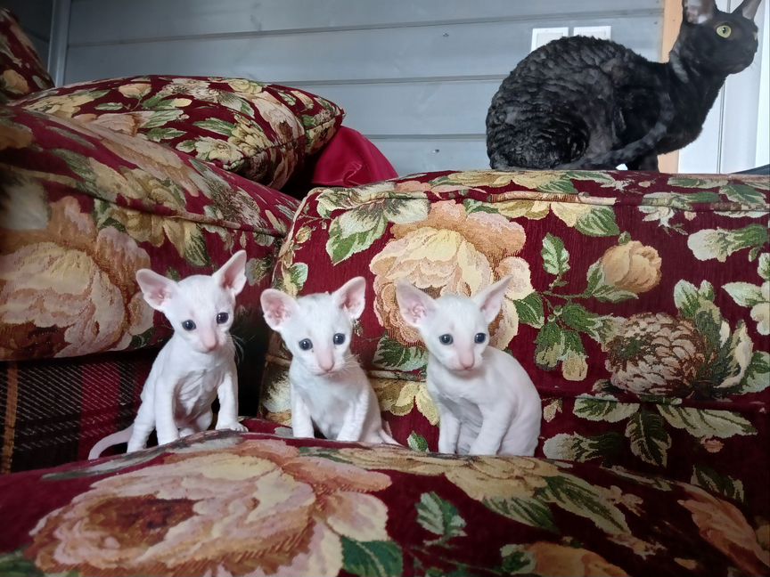 Котята корниш-рекс