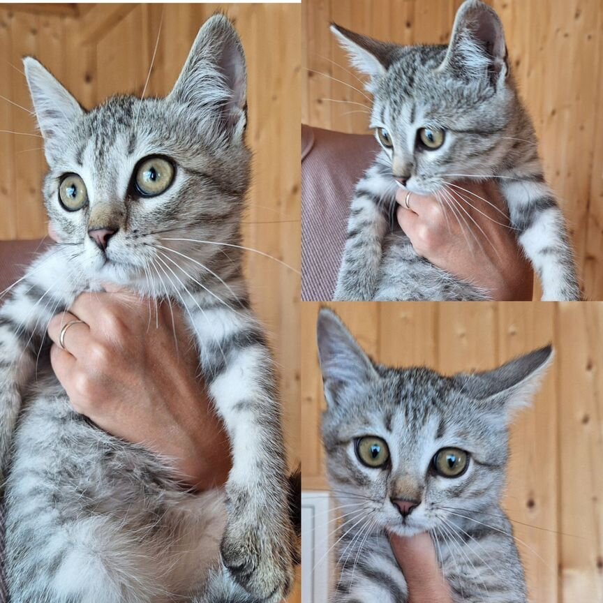 Котята в поиске родителей