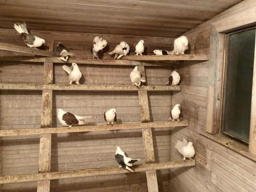 Статные голуби