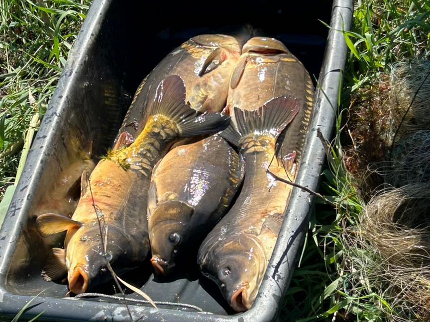 Продажа рыбы