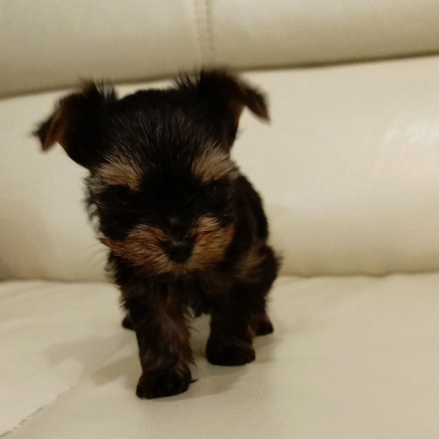 Йоркширский терьер мини щенки