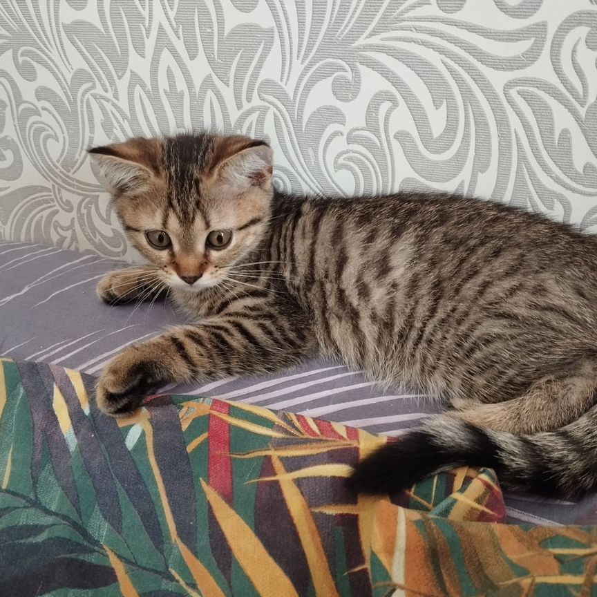 Британские котята