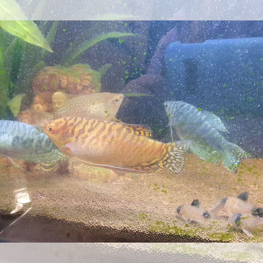 Аквариумные рыбки гурами