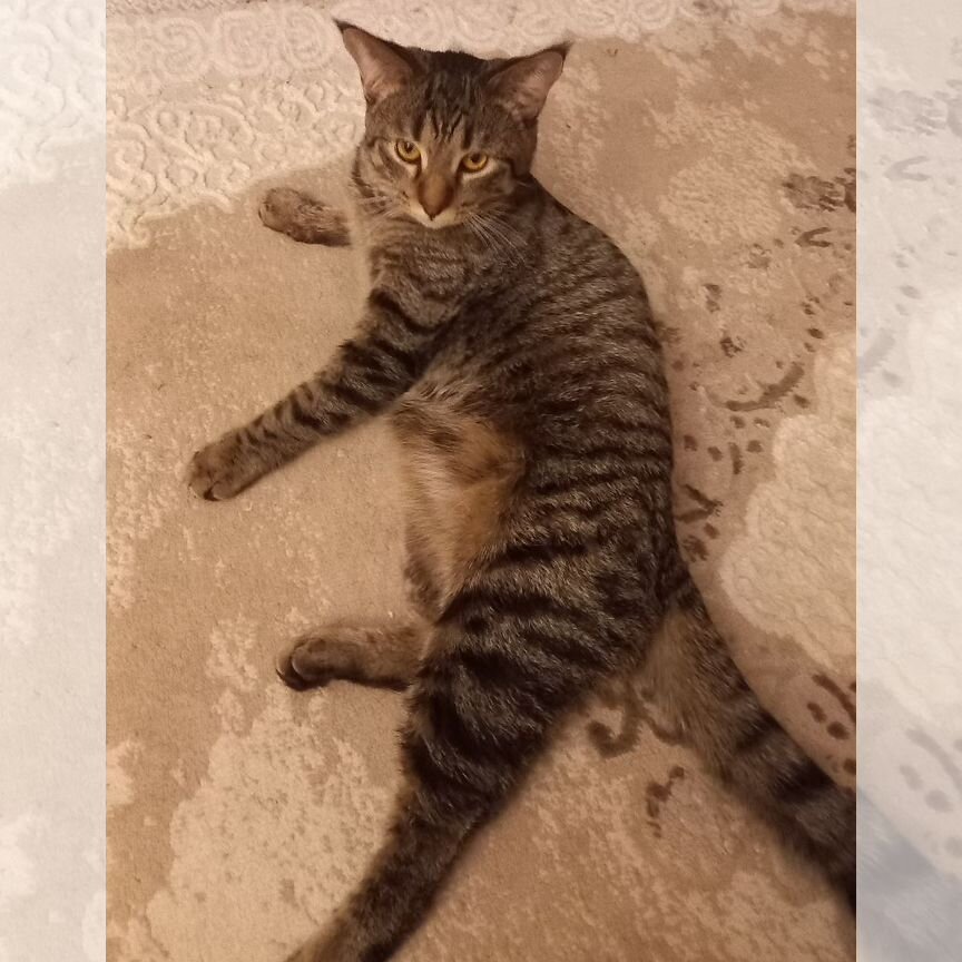 Кот Тихон в добрые руки