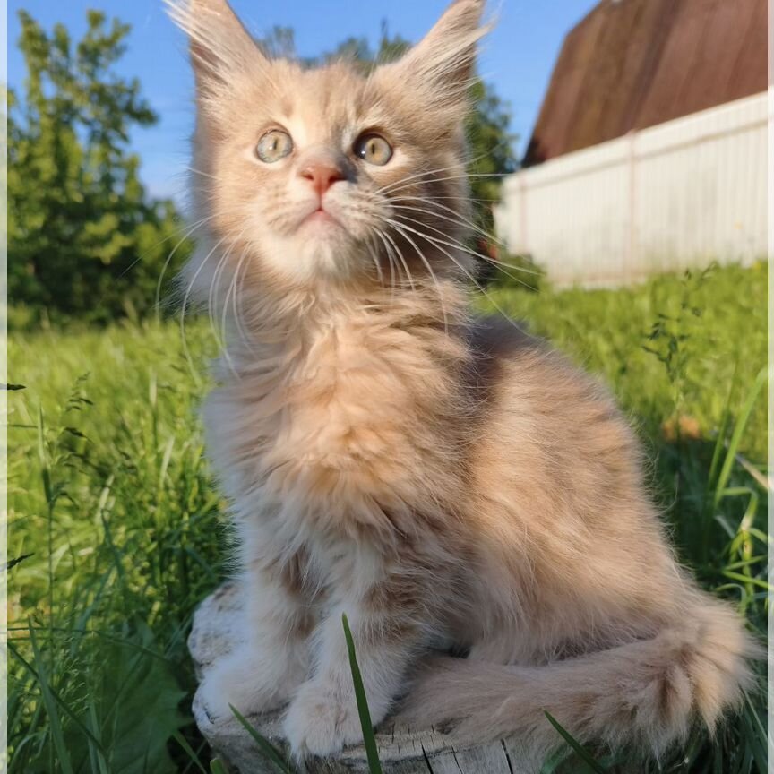 Мейн-кун котёнок
