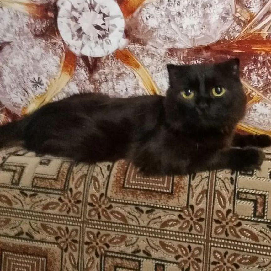 Шотландский прямоухий короткошёрстный, взрослый кот