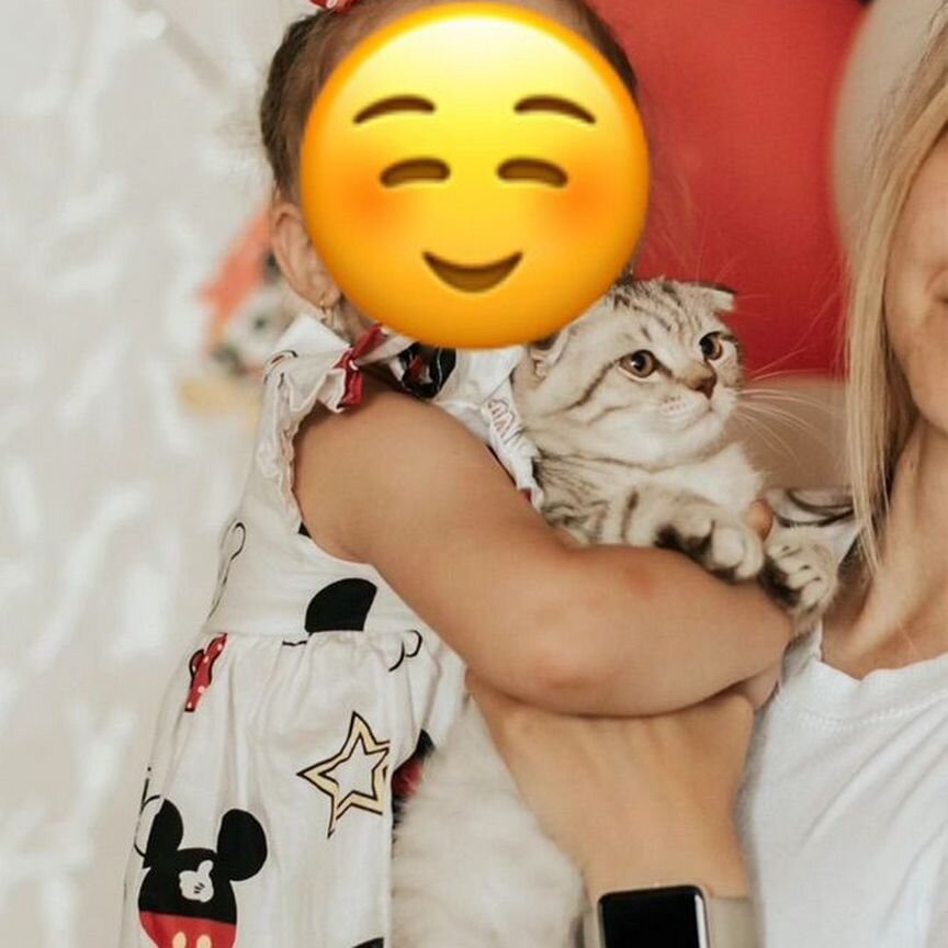 Британский кот