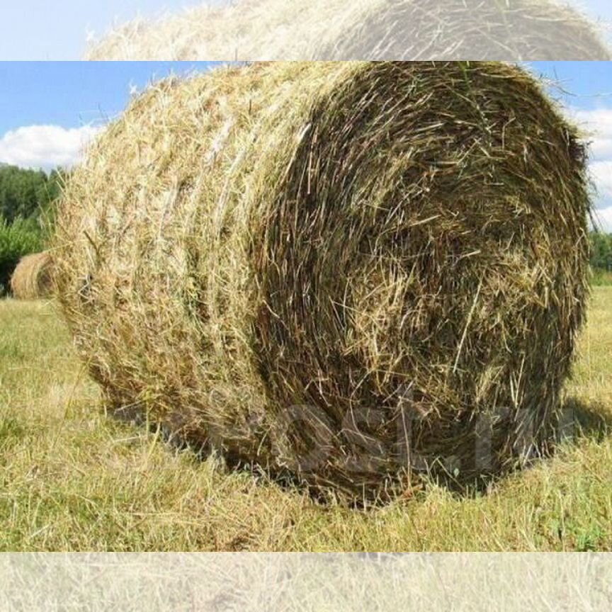 Сено солома в рулонах