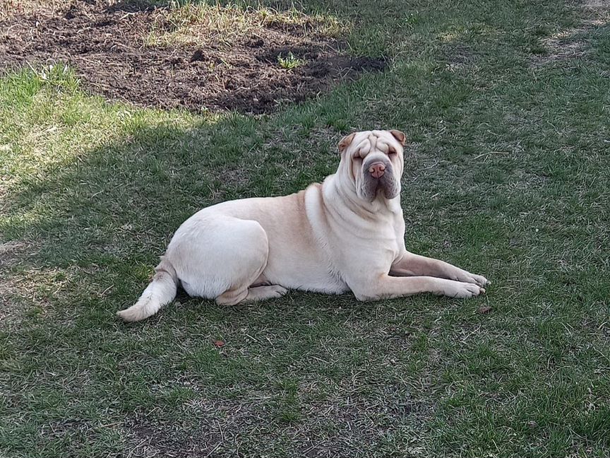 Собака Шарпей