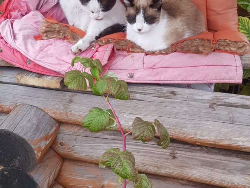Кот и кошка в добрые руки