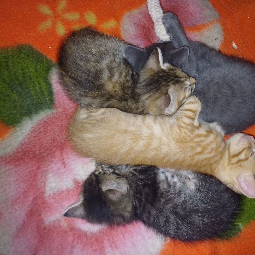 Котята в добрые руки