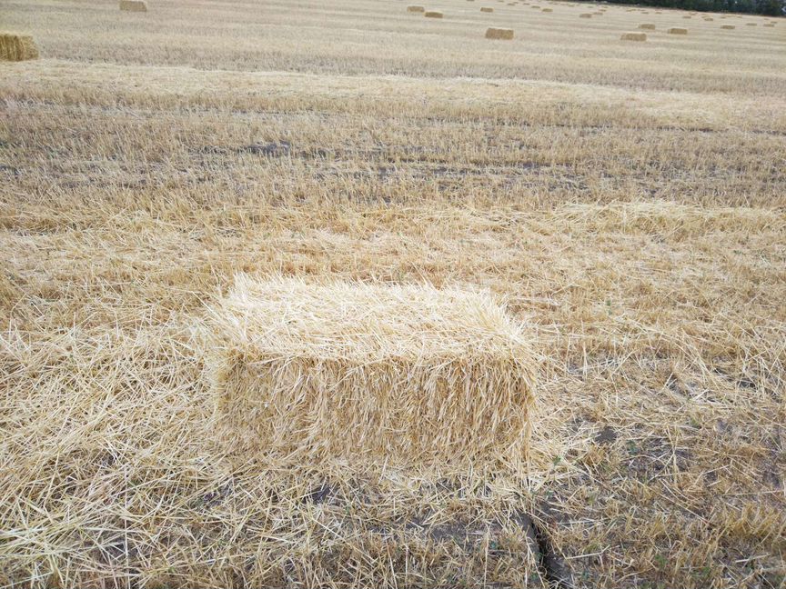Солома Ячмень,Сено луговое в тюках
