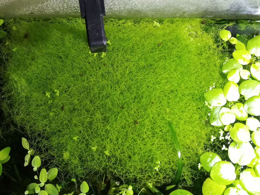 Мох, риччия