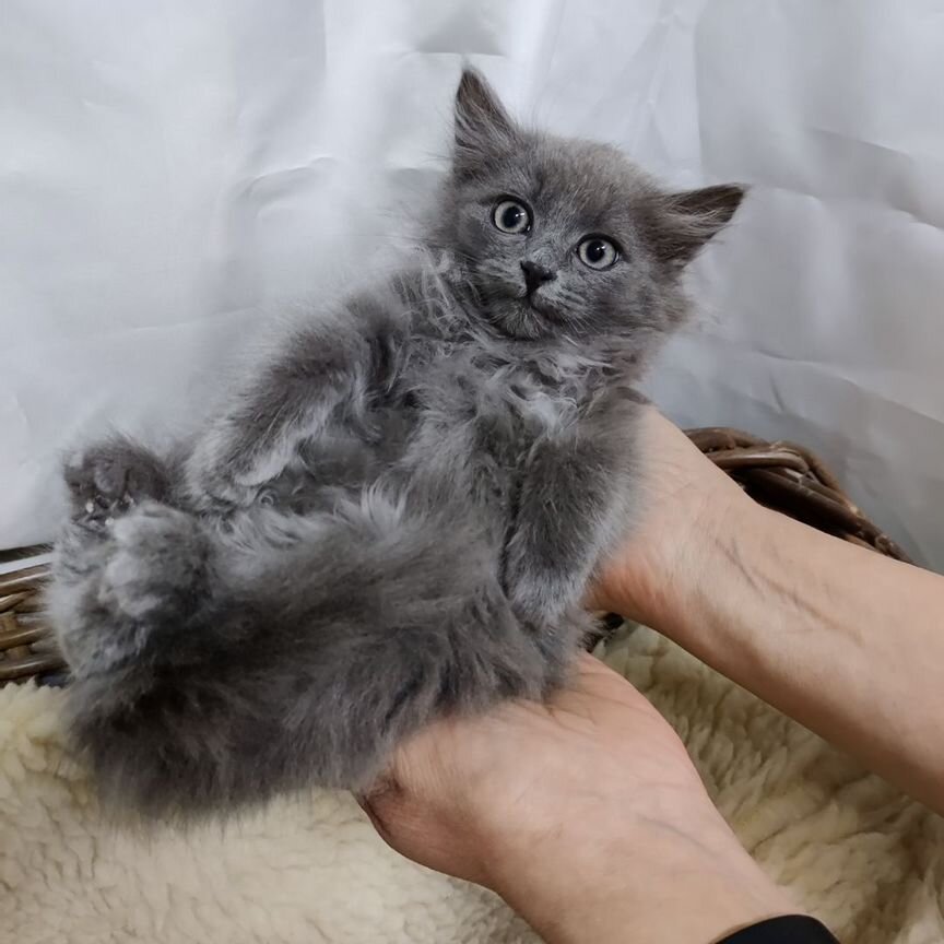 Котенок девочка