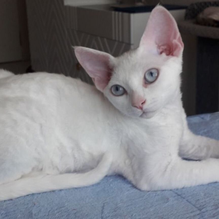 Котята Девон рекс