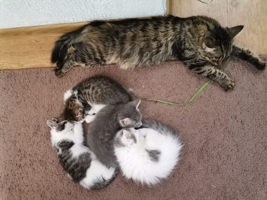 Котята в добрые руки