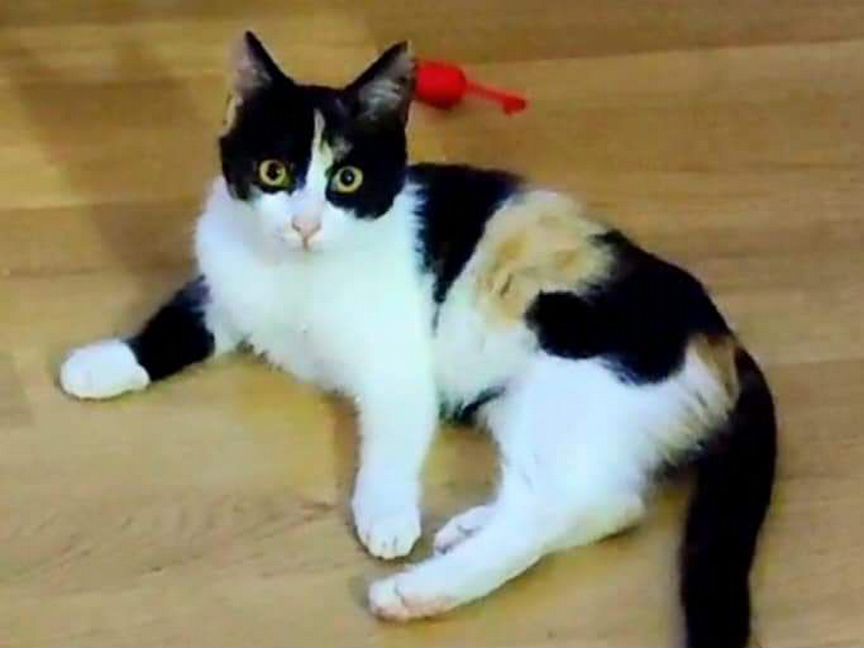 Малышка Адель