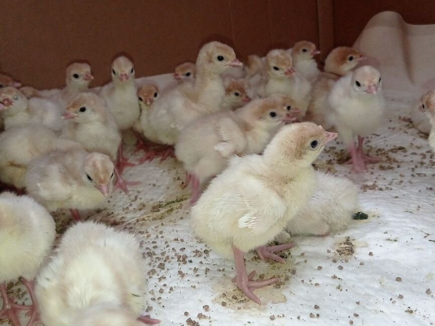 Индюки цыплята