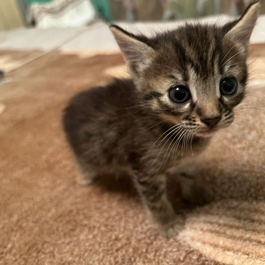 Котенок девочка в добрые руки