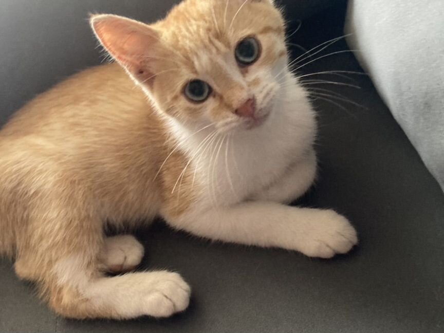 Рыжий котенок