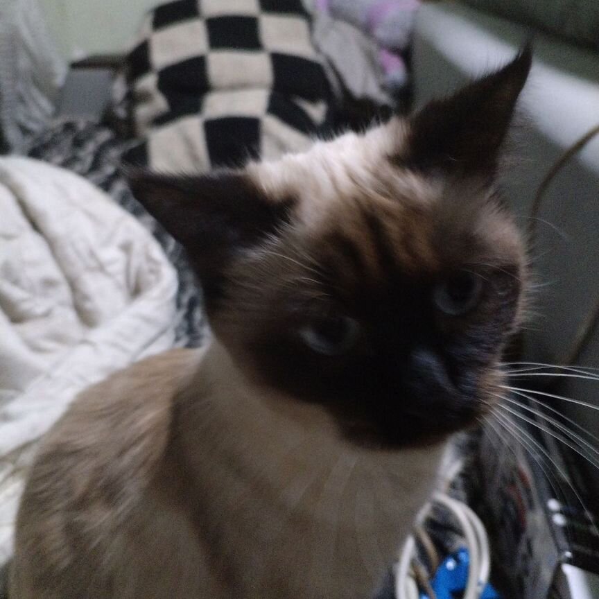 Ищем мужа кошечки