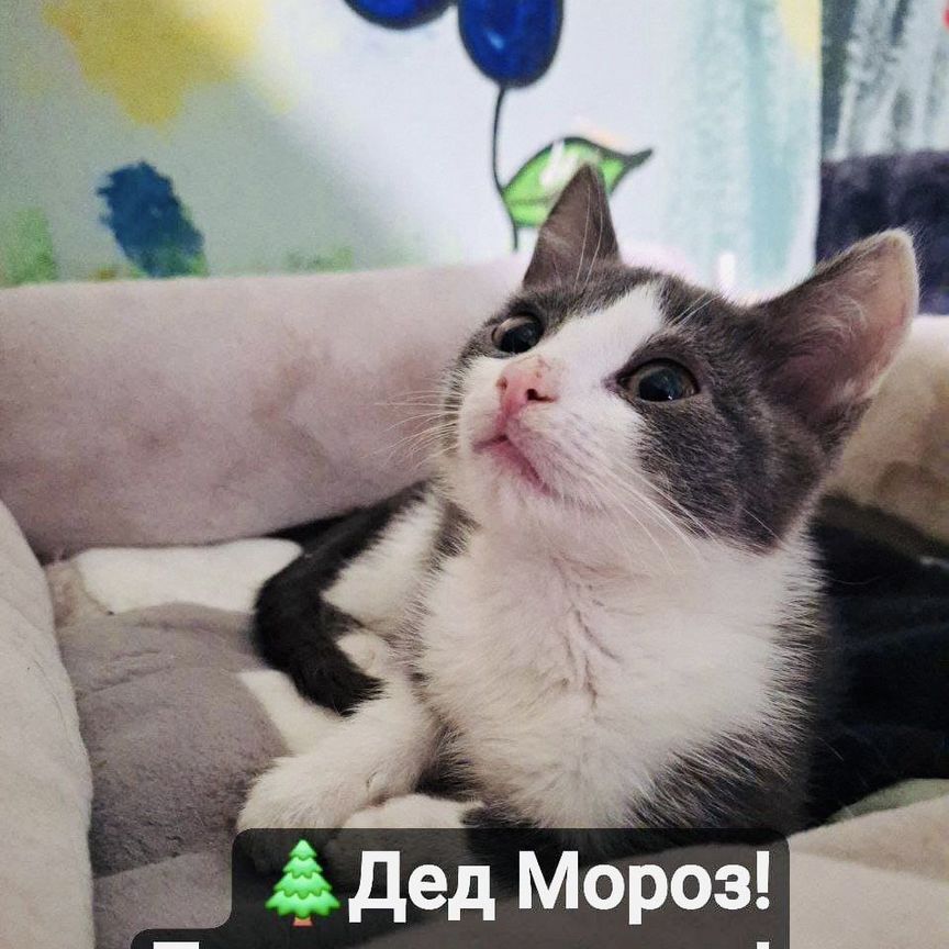 Приютский мальчишка мечтает о доме