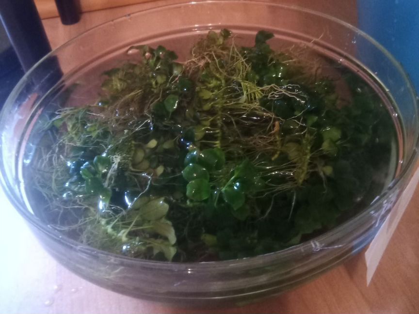 Анубиас нано