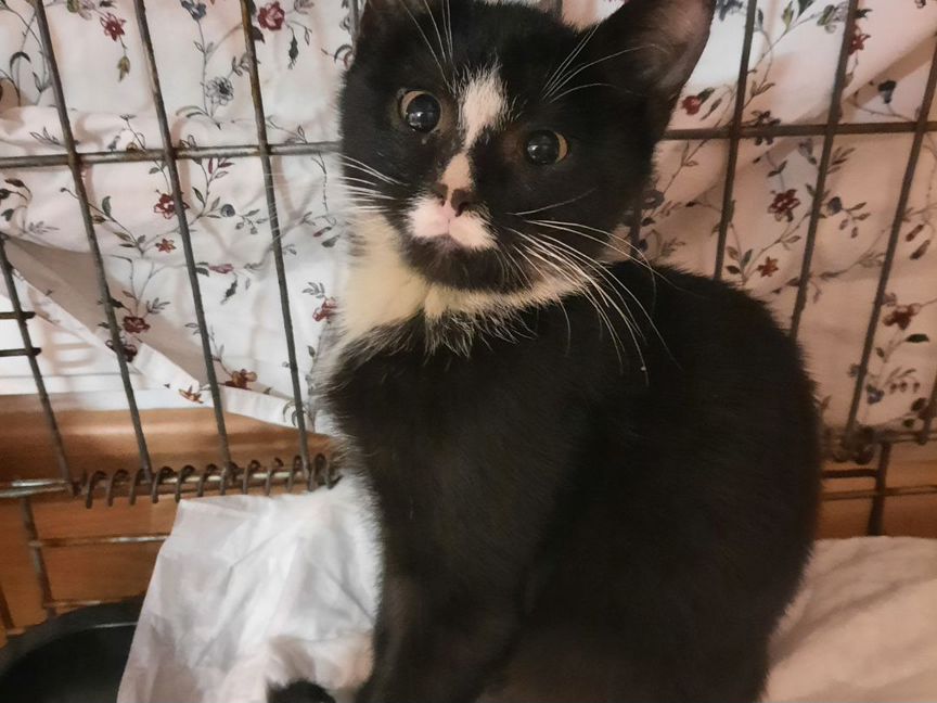 Котята ищут дом