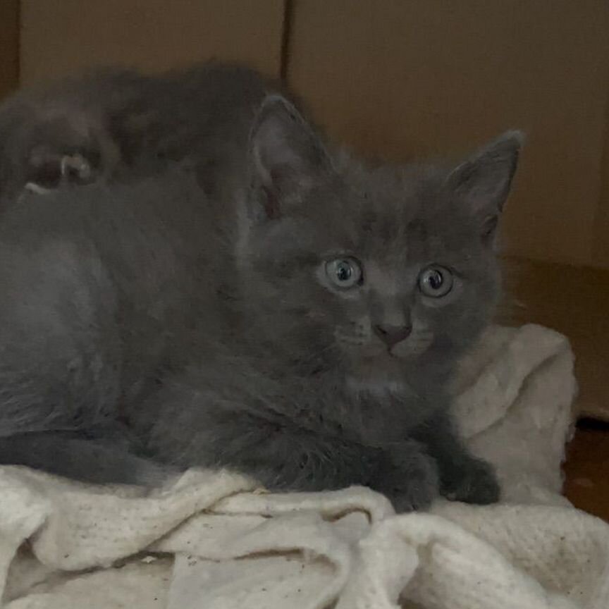 Шотландские котята прямоухие