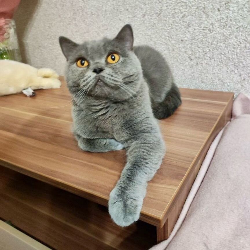 Афина шотландская кошка