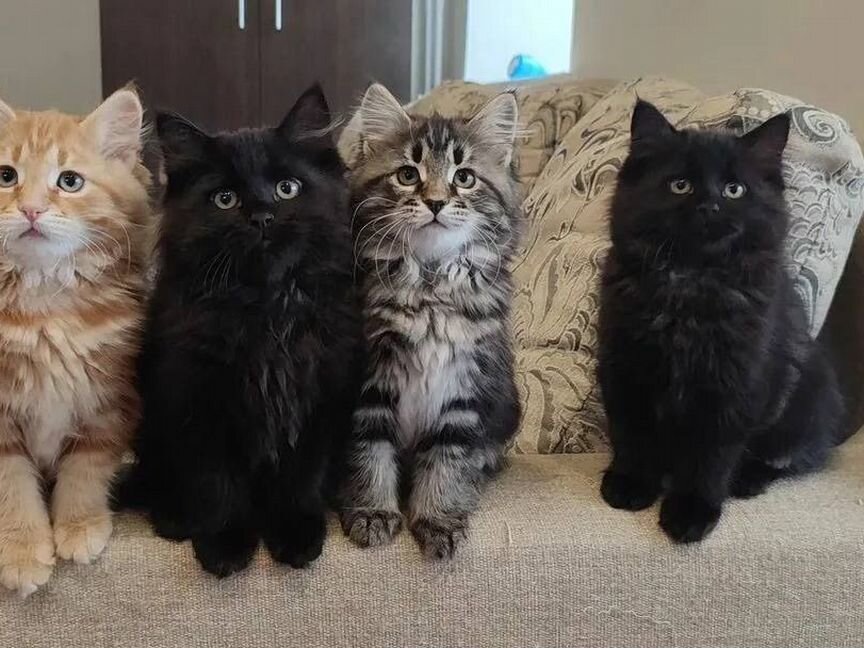 Котята