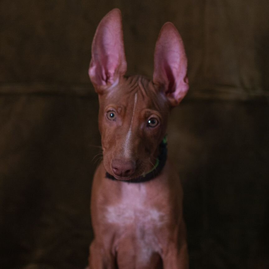 Чирнеко дель Этна щенок мальчик