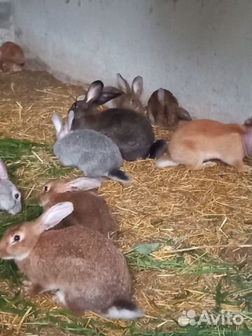 Кролики молодняк на мясо