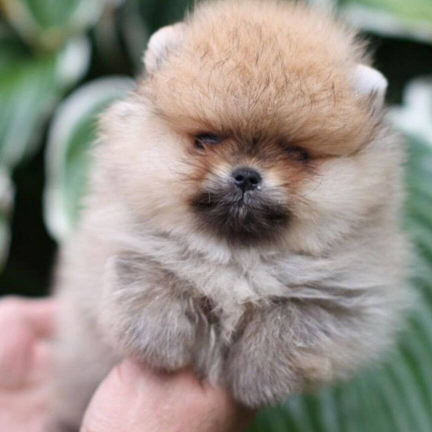 Кукольный мальчик померанского шпица