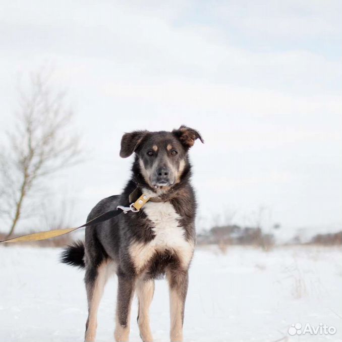 Очаровательный Рич в хорошие руки