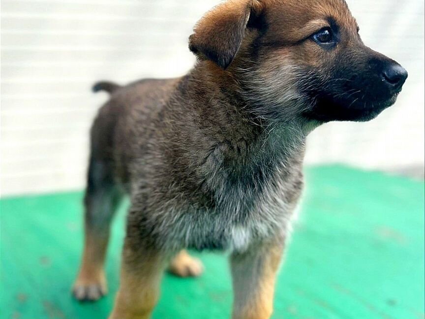 Отдам в добрые руки