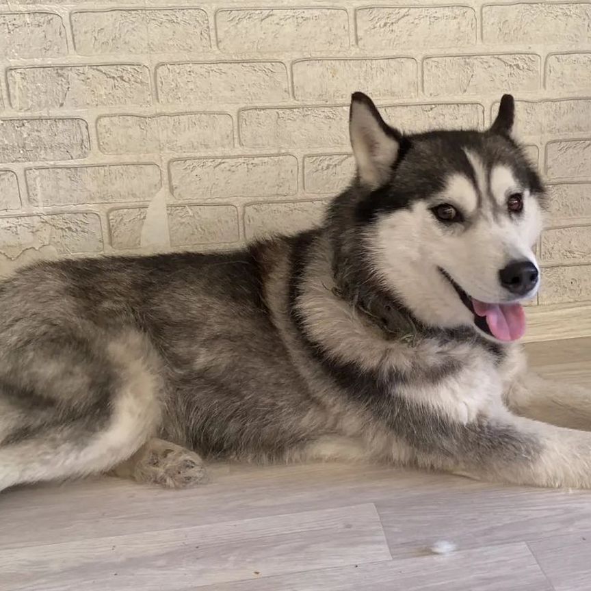 Сибирский хаски, взрослая собака