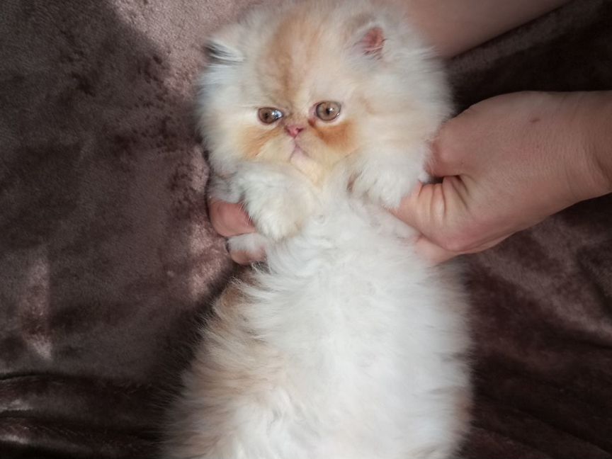 Персидские котята