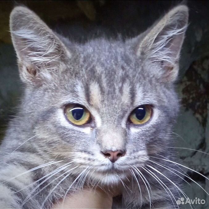 Ну просто замечательнейший котенок